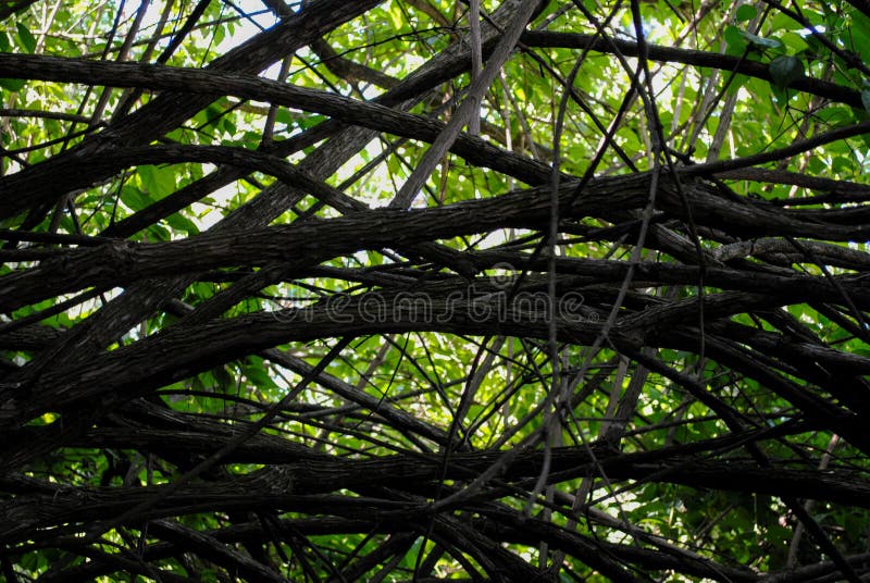 Beautiful Vegetation in the Park Sofiyivka Stock Photo - Image of ...
