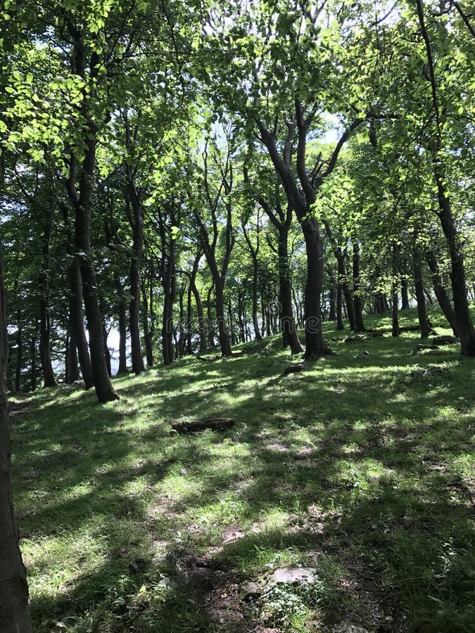 Trees stock image. Image of time, summer, veld, trees - 114969543