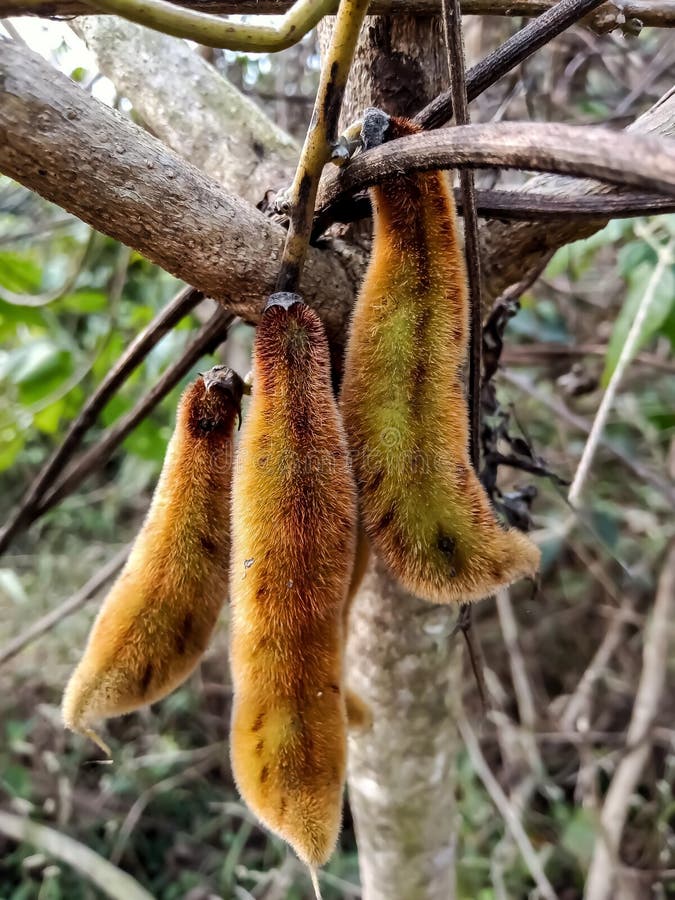 Velvet Bean Seed Pods on Vine Stock Image - Image of botanical, vine ...
