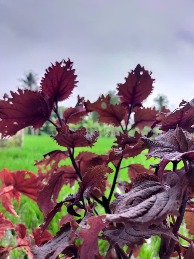 Beautiful Velvet Leaves Side Angle Stock Photo - Image of side ...