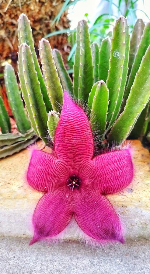 Beautiful Velvety Looking Pink Cactus Flower Stock Photo - Image of ...