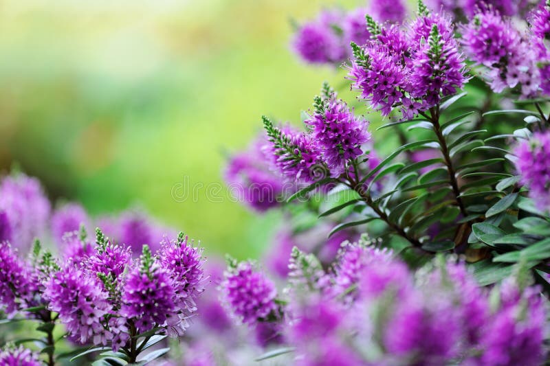 Beautiful Veronica Flowers Close Up Stock Image - Image of green, flora ...