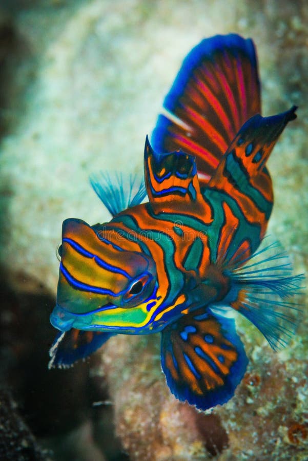 1,275 Mandarin Fish Stock Photos - Free & Royalty-Free Stock Photos ...