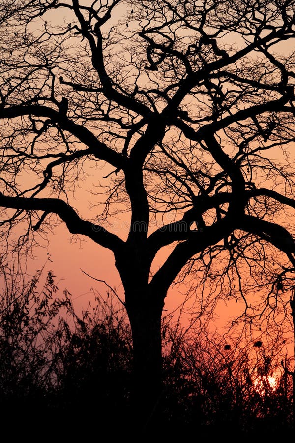 Beautiful Sunset with Orange Sun and Tree, Vertical Composition Stock ...