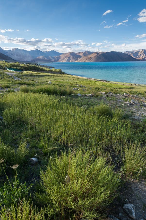 Beautiful Vertical Green Field Stock Image - Image of beautiful, cloud ...