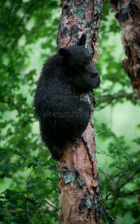Beautiful Vertical Picture of a Black Bear Cub on the Tree Stock Photo ...