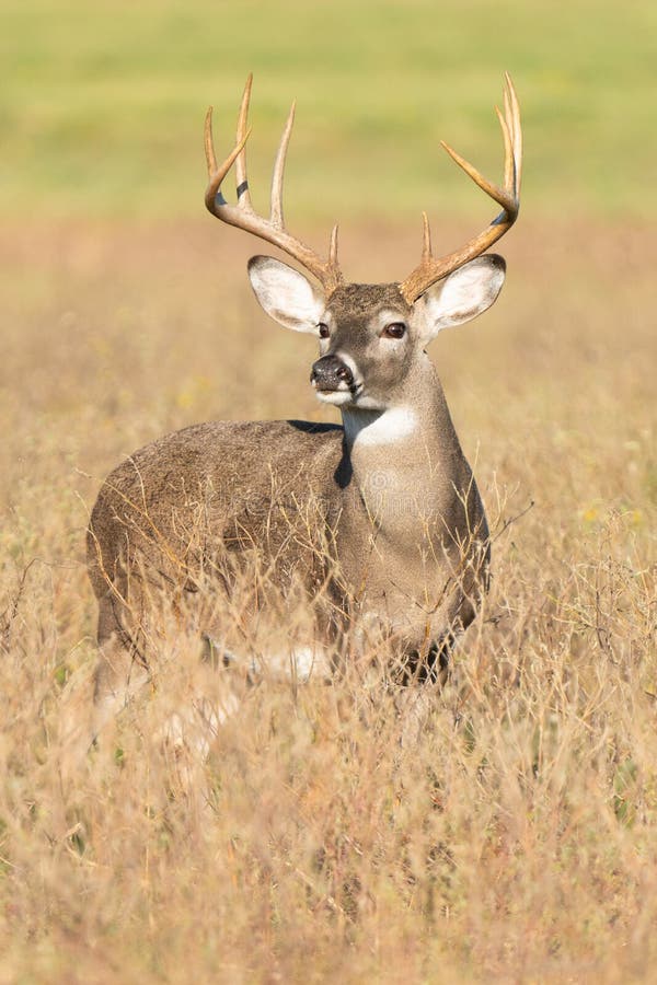 A Beautiful Vertical Portrait of Ten Point Buck Stock Photo - Image of ...
