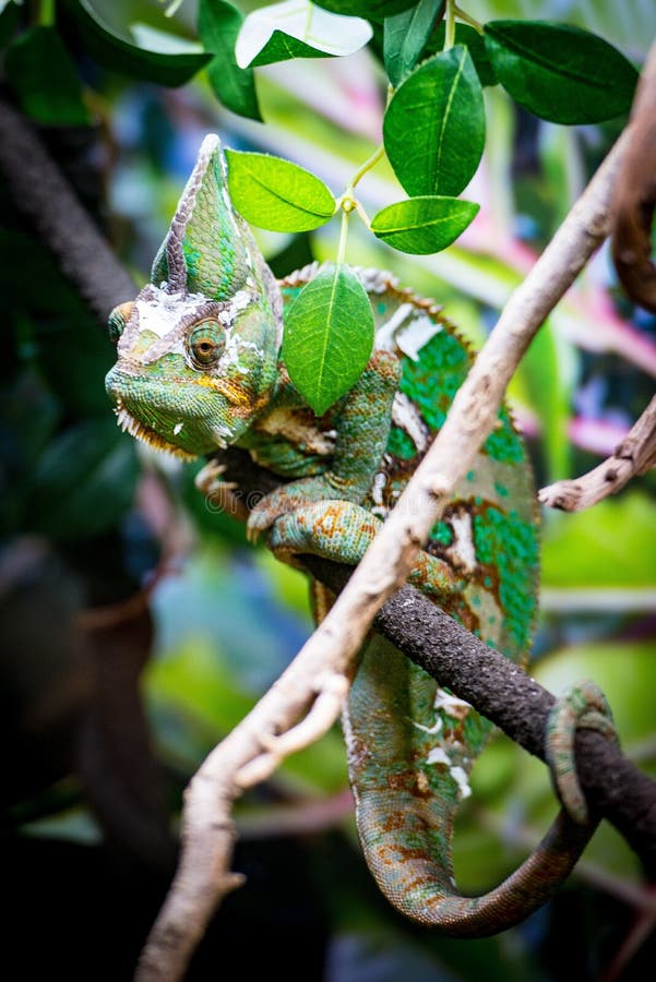 Chameleon on Branch, Chameleon, Reptile Stock Image - Image of ...