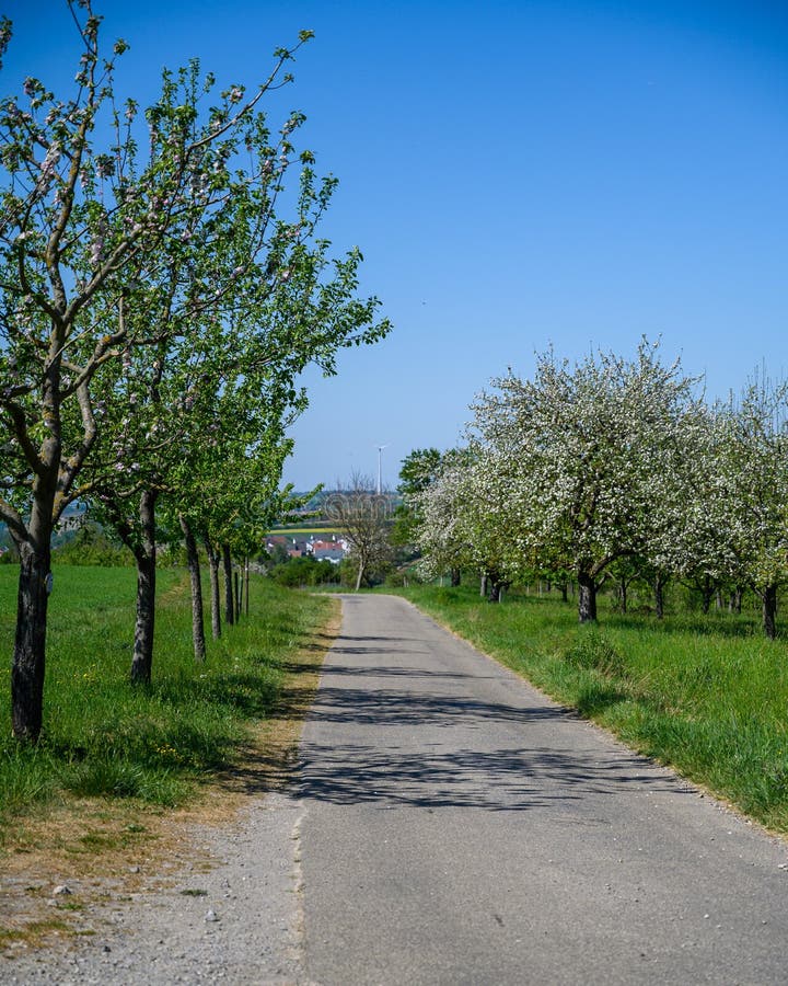 Beautiful Vertical Shot of a Countryside Road Surrounded with Trees and ...