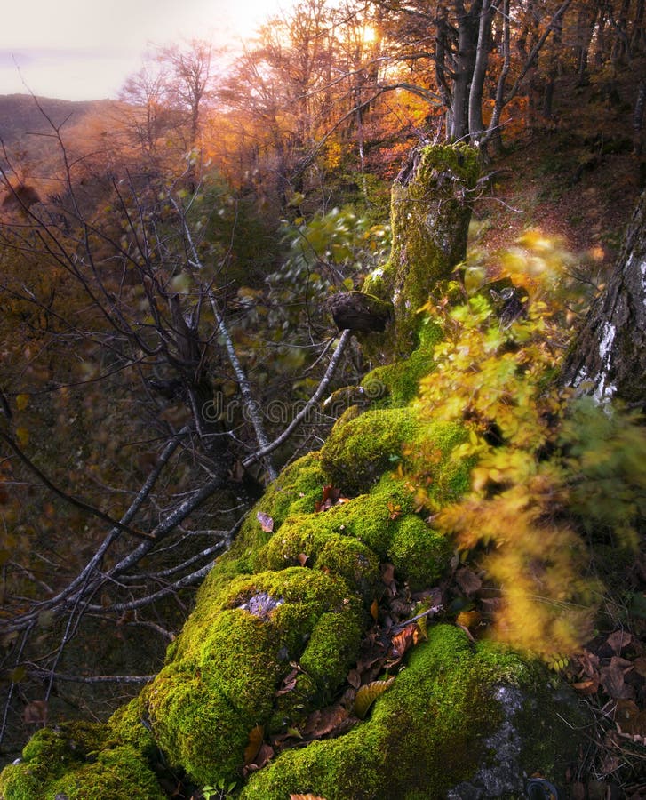 Beautiful Vertical Shot of the Edge of Forest Mountain Edge with Trees ...