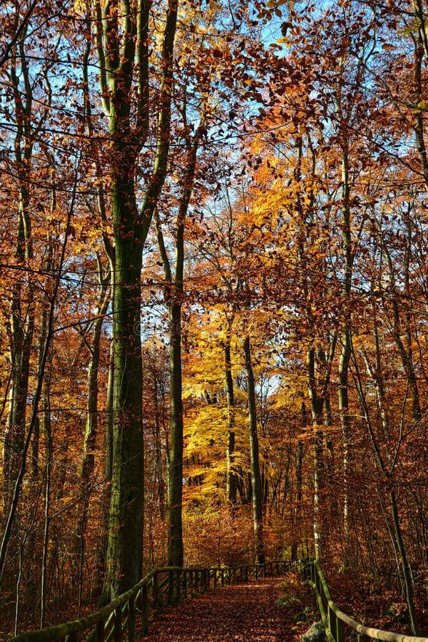 Beautiful Vertical Shot of a Felsenmeer Forest during Fall Time Stock ...