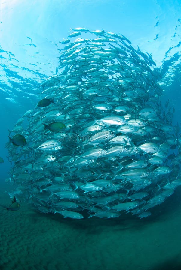Beautiful Vertical Shot of a School of Jack Fish Underwater Stock Image ...