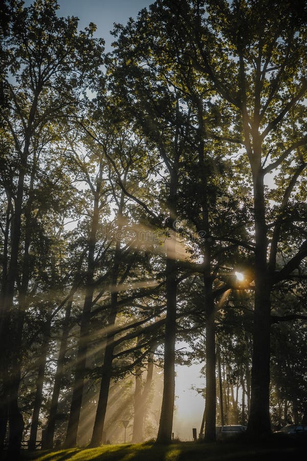 Beautiful Vertical Shot of Sun Rays Shining through the Trees in a Park ...