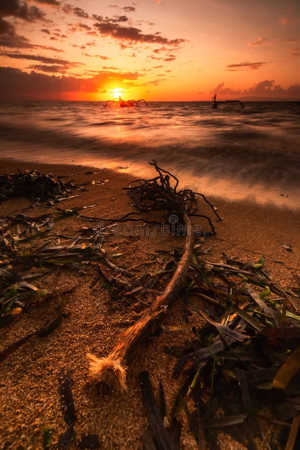Beautiful Vertical View of Dry Branches on a Sandy Shore and Sea with ...
