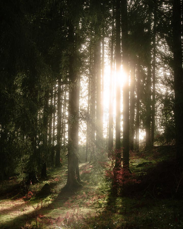 Beautiful Vertical View of Tall Trees in a Forest during Sunrise Stock ...