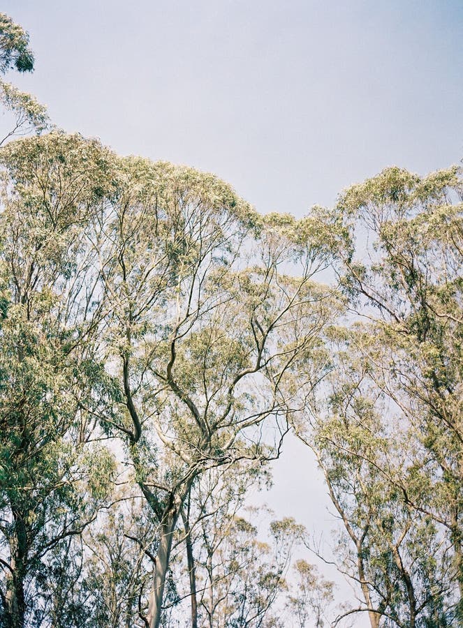 Beautiful Vertical View of Trees Stock Image - Image of plant ...
