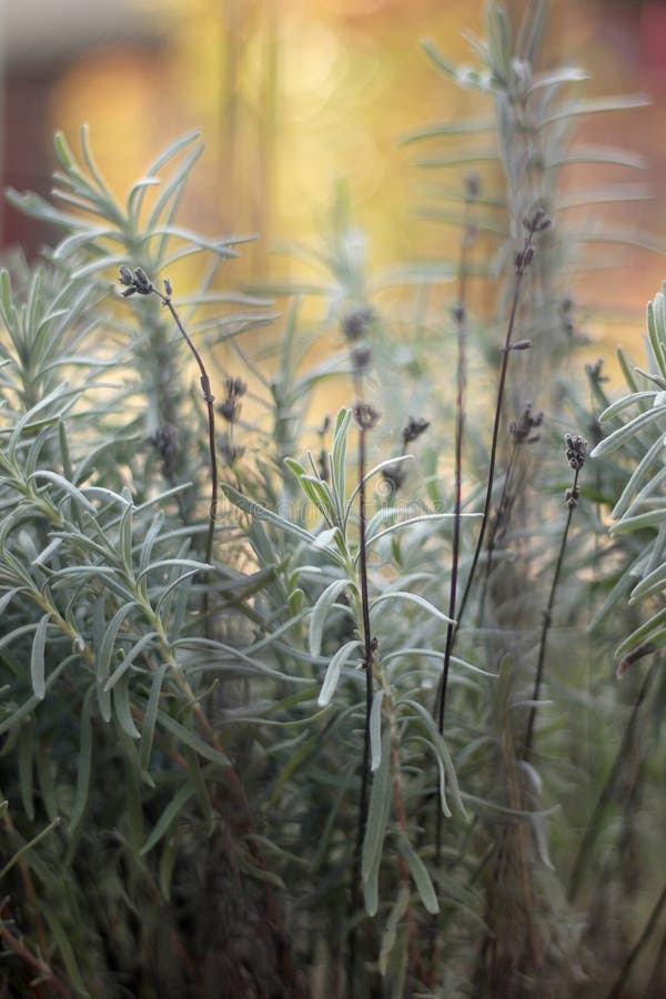 Beautiful Vertical Wallpaper of Lavender Fields with a Green Background ...