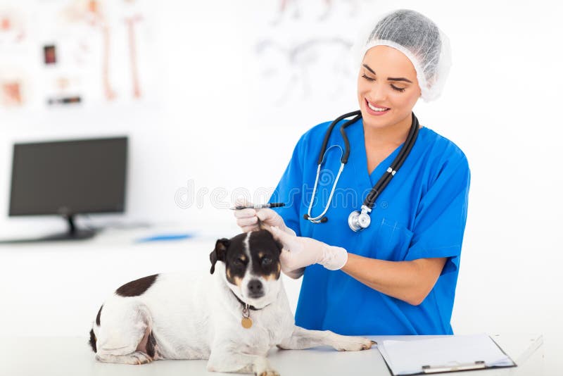 Veterinary doctor dog stock image. Image of beautiful - 29924875