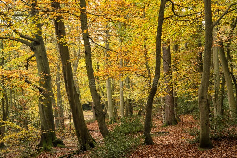 Beautiful Vibrant Autumn Fall Colors in Forest Landscape Stock Image ...