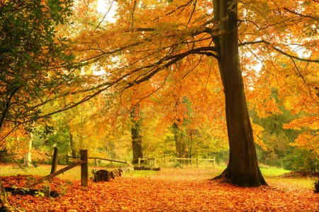 Beautiful Vibrant Autumn Fall Forest Stock Image - Image of relaxing ...