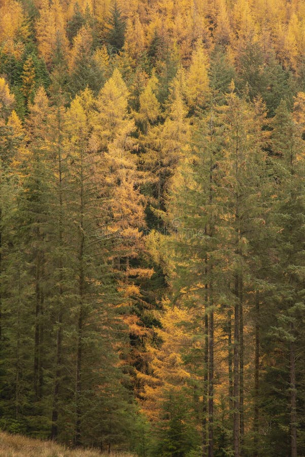 Beautiful Vibrant Autumn Fall Landscape of Larch Tree and Pine Tree ...