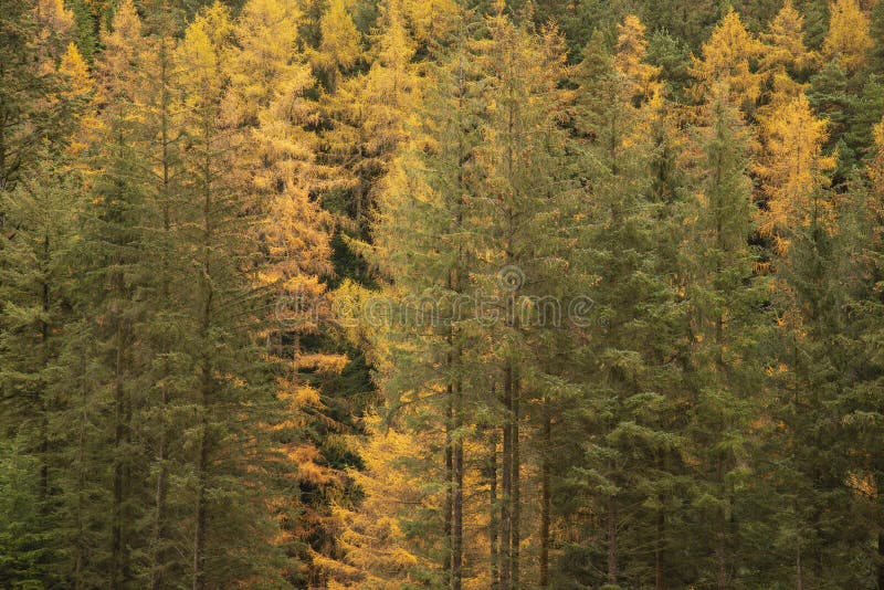 Beautiful Vibrant Autumn Fall Landscape of Larch Tree and Pine Tree ...