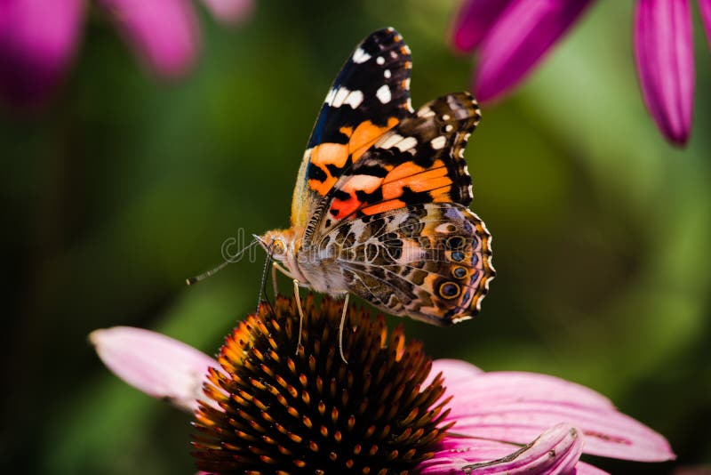 A Beautiful Vibrant Butterfly Stock Image - Image of wildflower ...