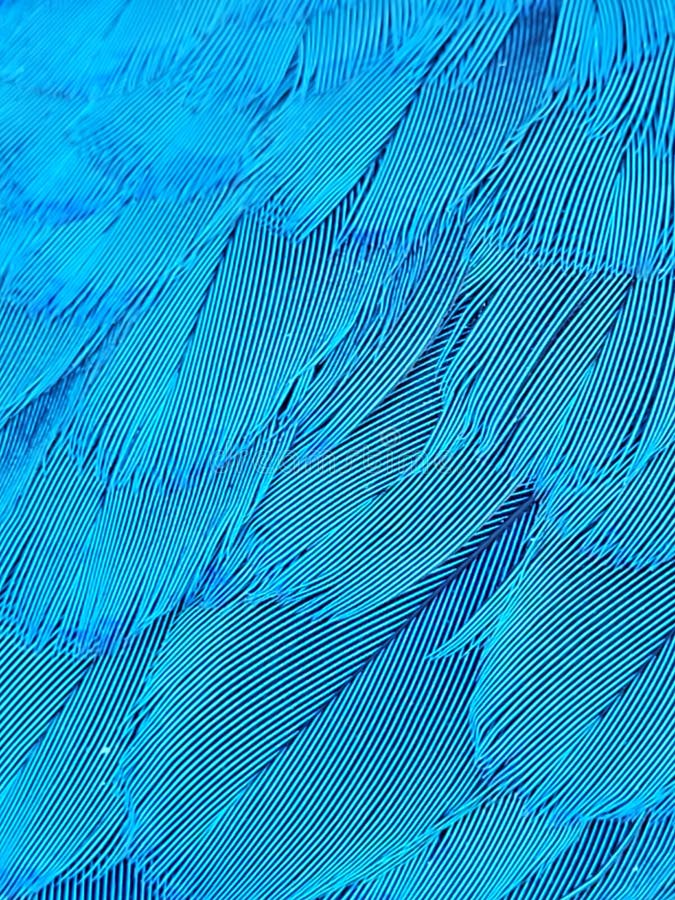 Beautiful Vibrant Deep Blue Abstract Feathers Soft Texture on Feather ...