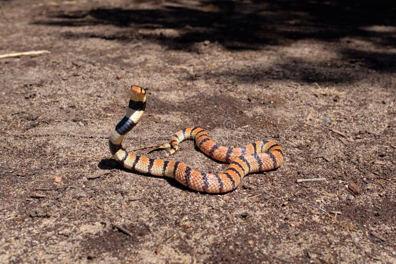 Beautiful Vibrant Patterned Cape Coral Snake in a Forest Stock Image ...