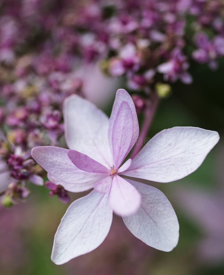Beautiful Vibrant Soft Pink Summer Flower Close Up Stock Photo - Image ...