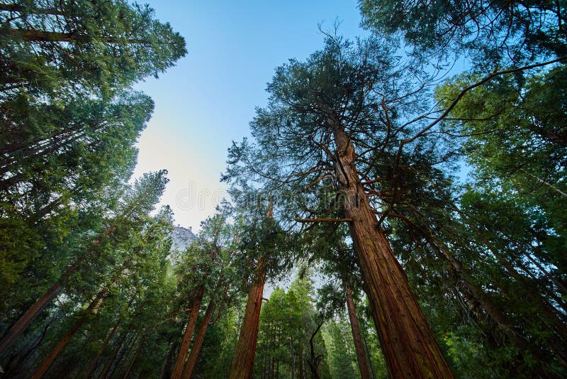 Beautiful Vibrant Spring Forest Looking Up at Large Pine Trees Stock ...
