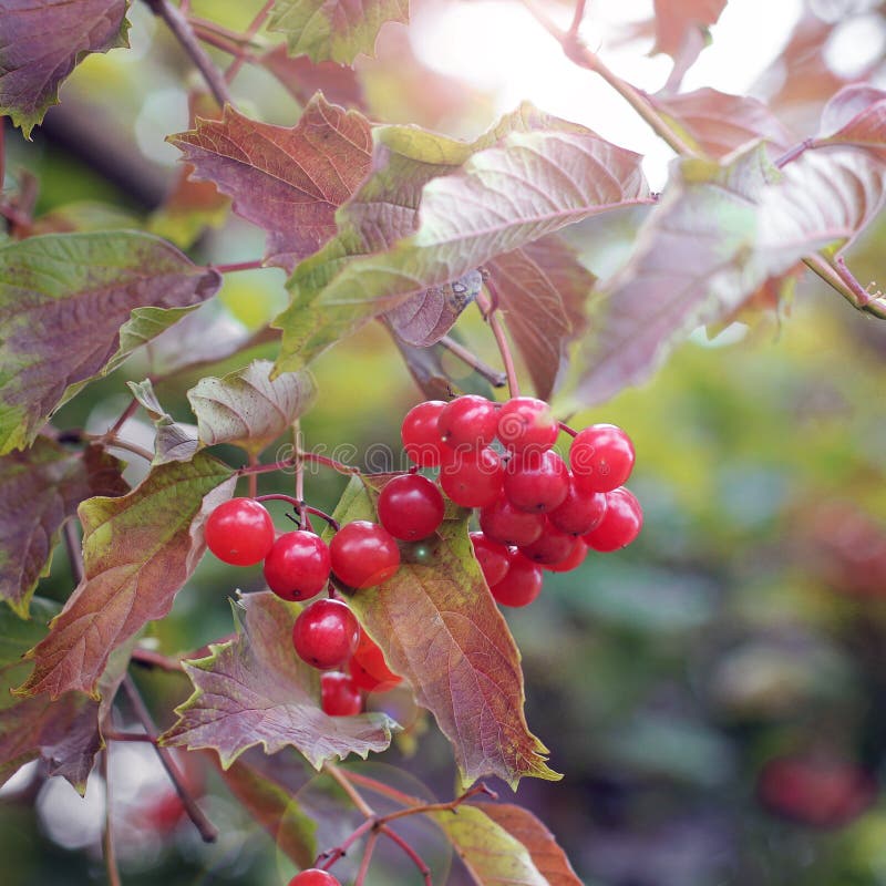 Beautiful Viburnum. Red Berries Stock Image - Image of festive, cloud ...