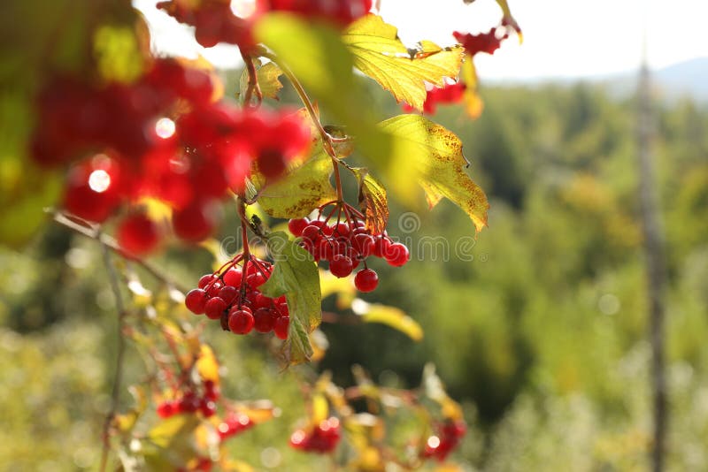 Beautiful Viburnum Shrub with Bright Berries Growing Outdoors Stock ...