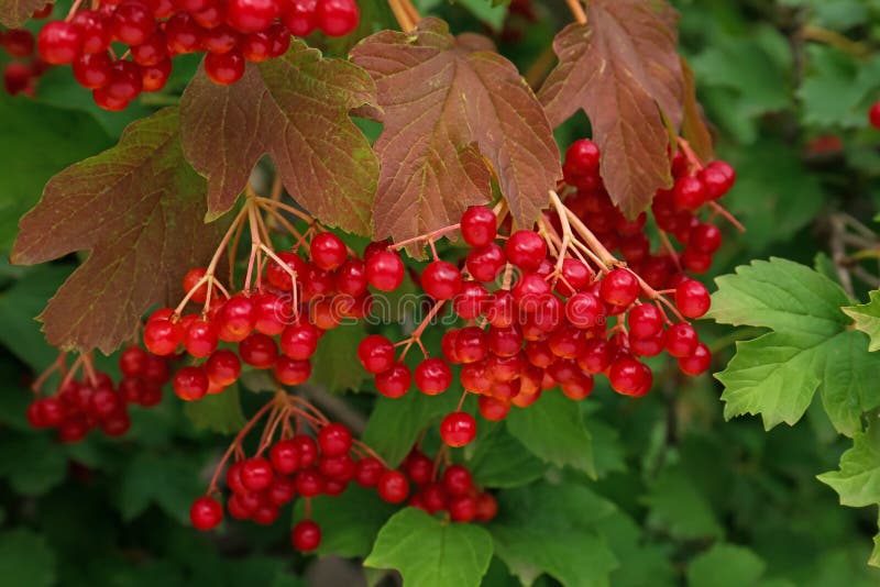 Beautiful Viburnum Shrub with Ripe Berries Outdoors Stock Image - Image ...