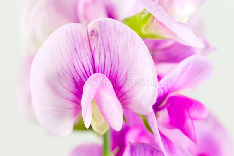 Beautiful Vicia Flower Isolated on White Background Stock Image - Image ...