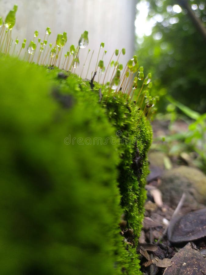 Beautiful View of Algae in Rainy Season Stock Image - Image of view ...