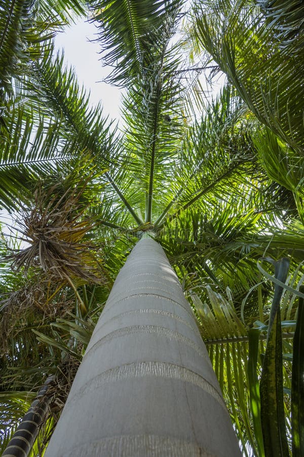 Beautiful Areca Catechu Tree Stock Image - Image of betle, garden ...
