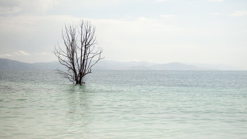 Beautiful View of Armenian Lake Sevan and Lonely Tree Stock Photo ...
