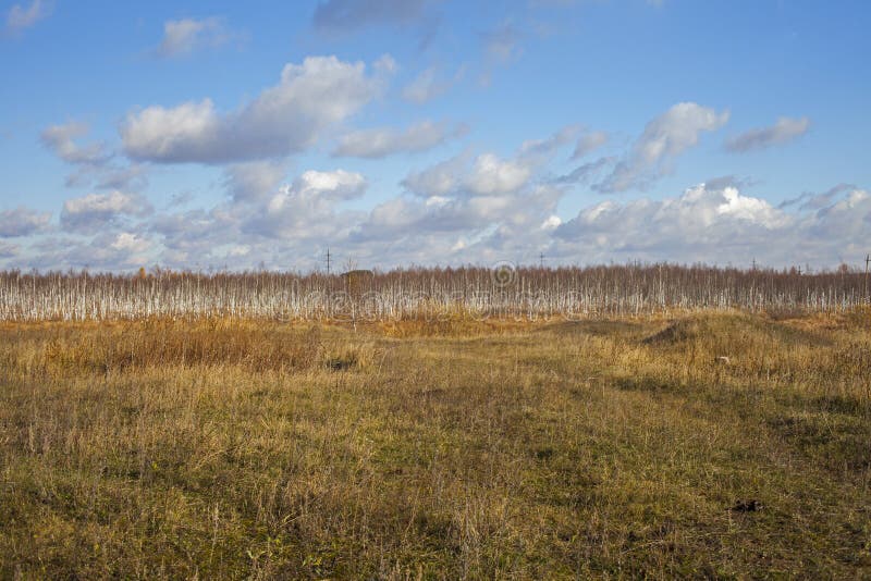 Beautiful View of Autumn Swamp and Yellow Birches Stock Photo - Image ...