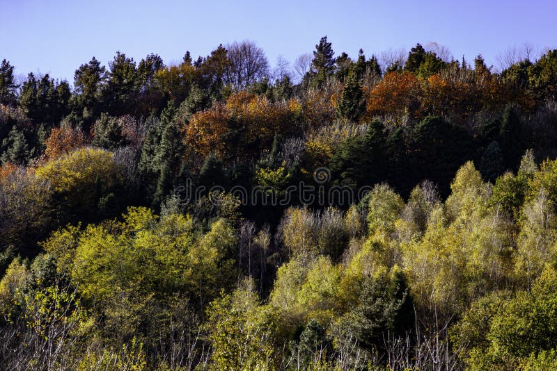 Beautiful View of Autumn Trees on the Hillside Stock Image - Image of ...
