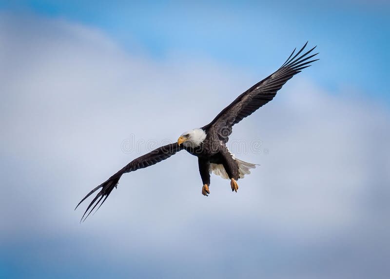 Beautiful View of a Bald Eagle Captured in Movement Stock Image - Image ...