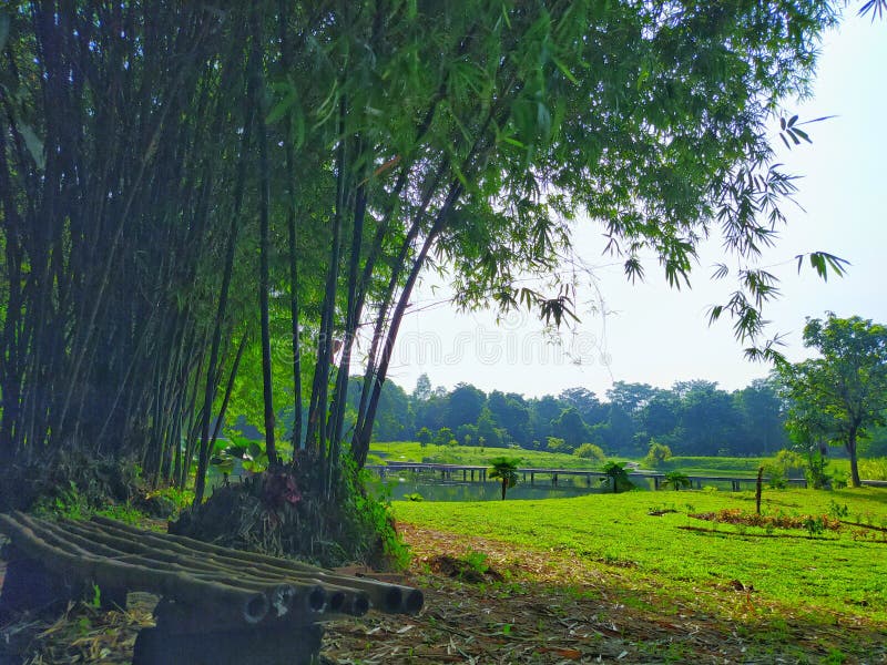 Beautiful View of the Bamboo Forest on the Edge of the Lake Stock Photo ...