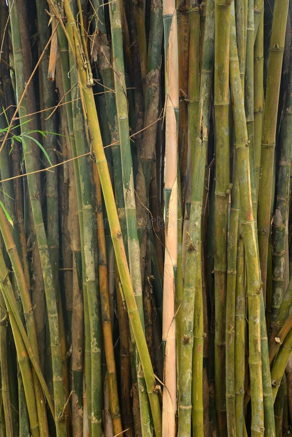 Beautiful View in Bamboo Forest Stock Photo - Image of outside ...