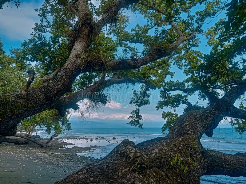 Beautiful View of the Beach Where There are Big Shady Trees Stock Photo ...