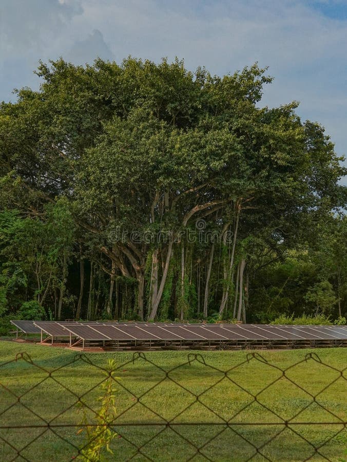 A Beautiful View of a Big Banyan Tree with Lots of Solar Plates Stock ...
