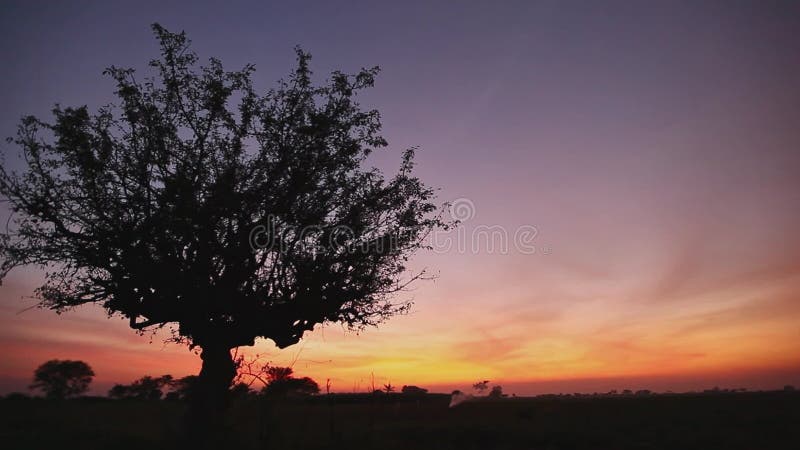 A Beautiful View of Big Tree during Sunset Stock Video - Video of cloud ...