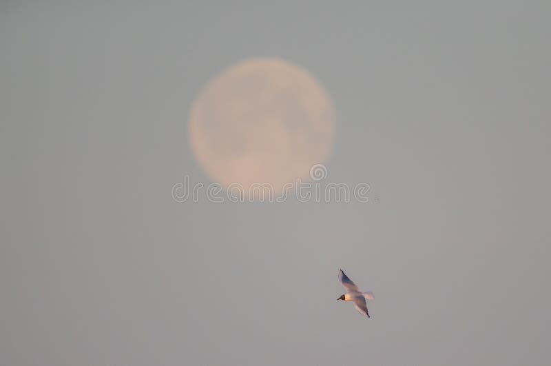 Beautiful View of a Bird Flying Under the Evening Sky Stock Photo ...