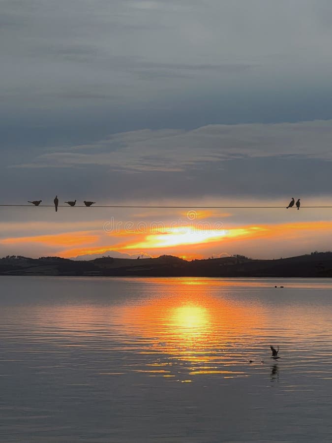 Beautiful View of Birds on the Electric Cables on the Ocean Water ...