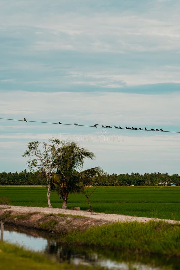 Beautiful View of Birds on the Wire and the Paddy Field. Stock Image ...