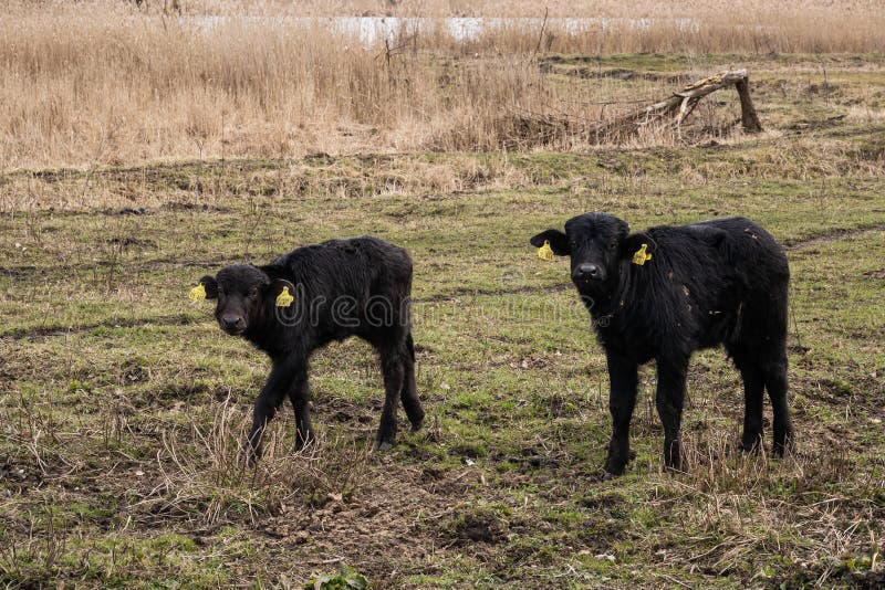 Beautiful View of Black Calves in the Pasture Stock Image - Image of ...